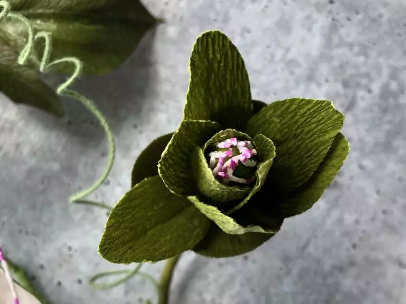 Passionflower Vine. Kelli Pastorekning fotosurati