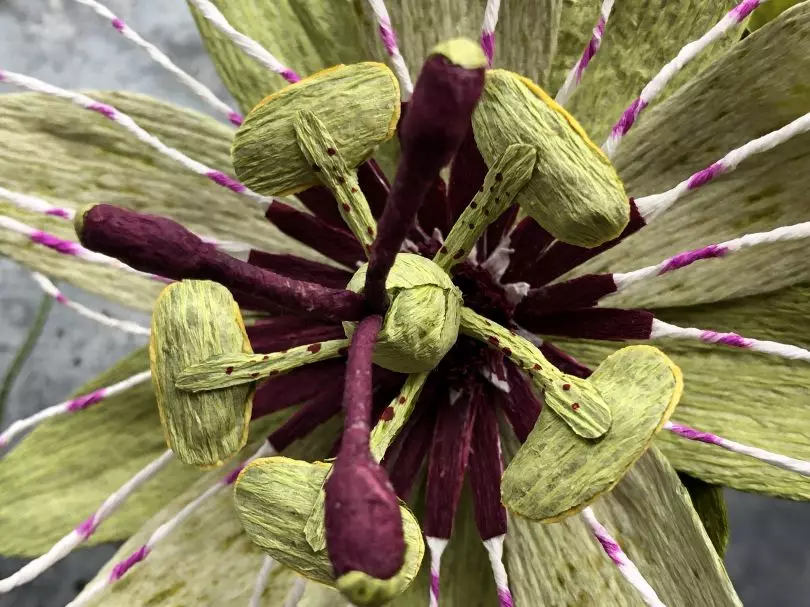 Passionflower Vine. Kelli Pastorekning fotosurati