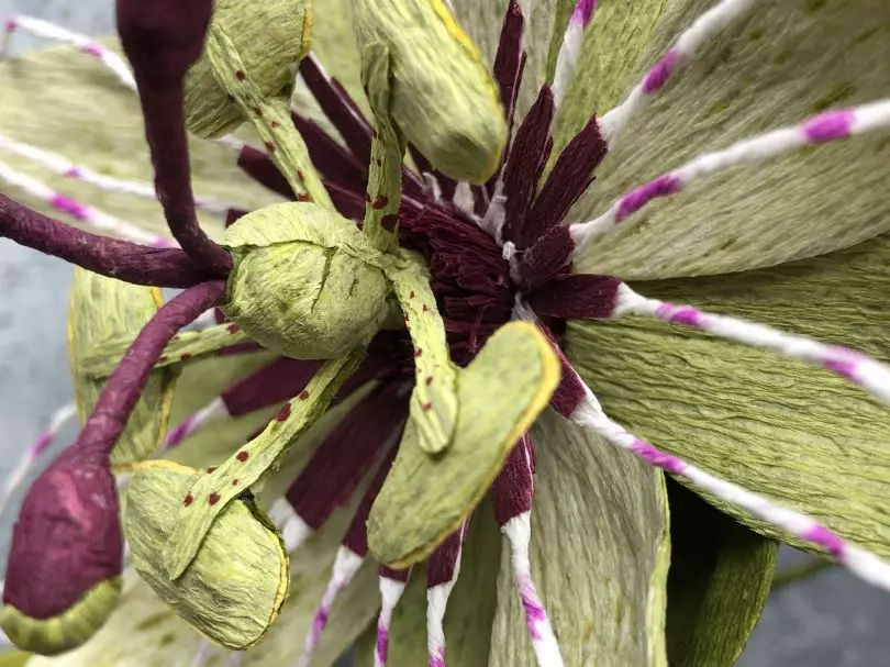 Passionflower Vine. Kelli Pastorekning fotosurati