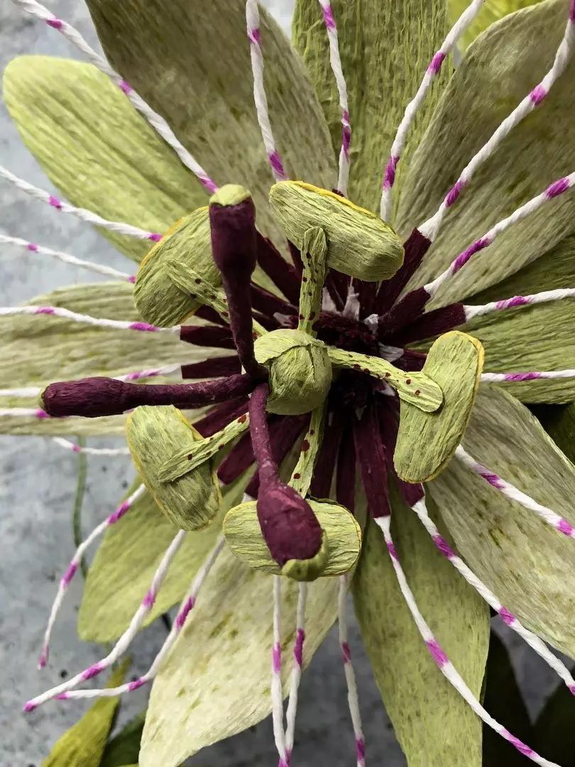 Anggur Passionflower. Kredit foto kepada Kelly Pastorek