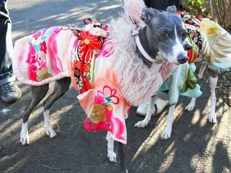 Το βιβλίο φωτογραφίας «Οπτικά καθοδηγούμενο» εξερευνά την ιστορική σύνδεση της Ιαπωνίας με τους σκύλους 168_11