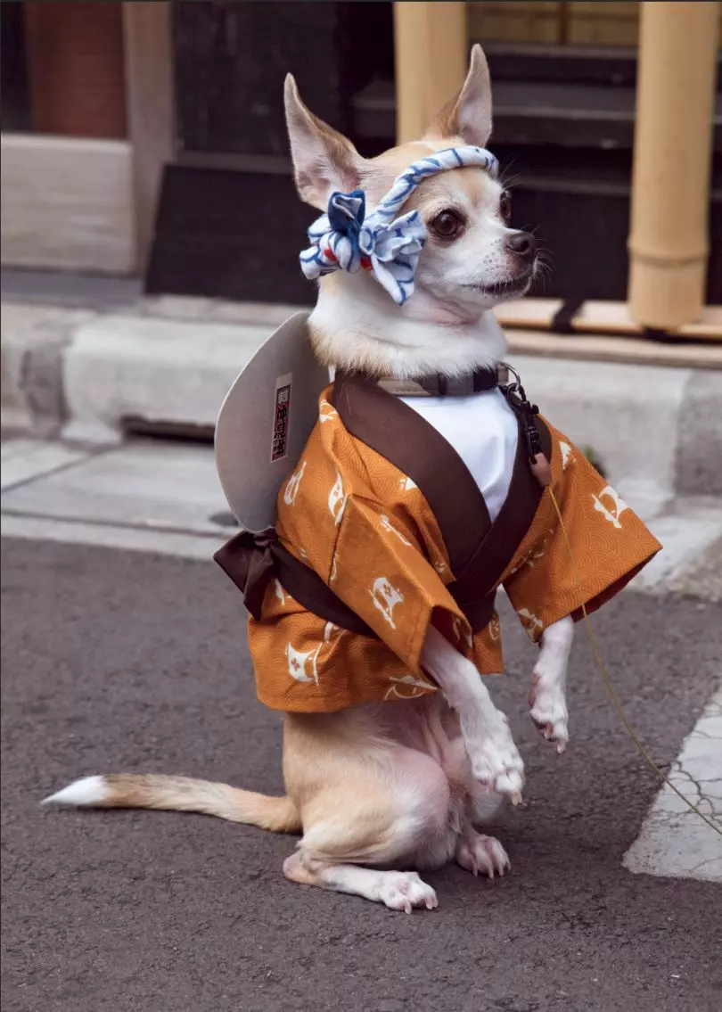 'Vizuelno vođena' fotografska knjiga istražuje istorijsku vezu Japana sa psima 168_7