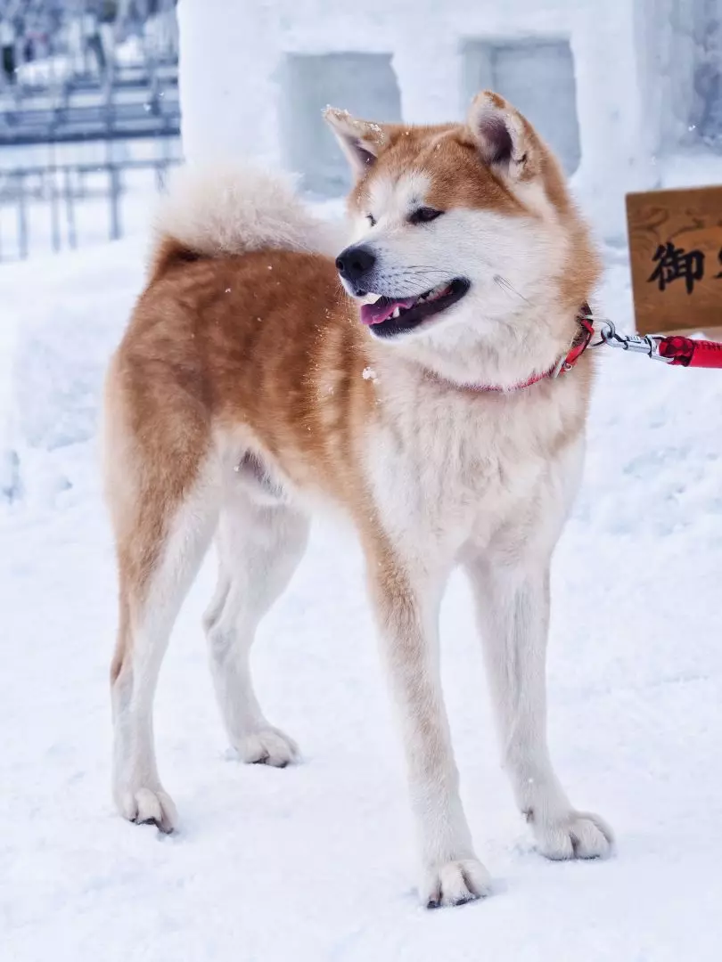Książka fotograficzna „Wizualnie napędzana” bada historyczne związki Japonii z psami 168_9
