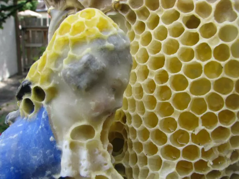 Бал под маскама: Уметник сарађује са пчелама како би поправио предмете и направио скулптуре у саћу 1746_6