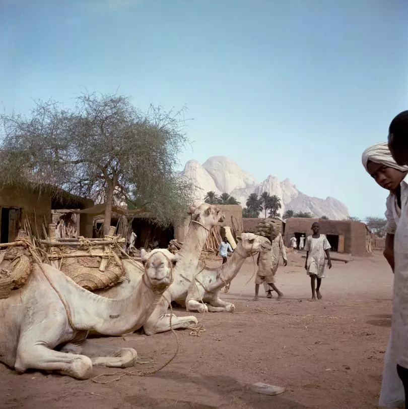 Sudão, 1958 – Camelos descansando com as colinas de Kassala ao fundo © 2021 Todd Webb Archive