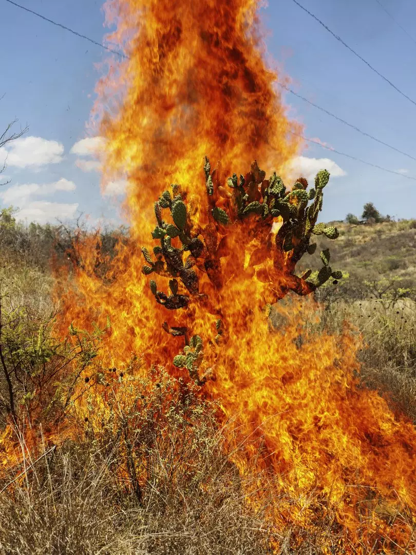 불타는 덤불, Oaxaca de Juárez, 2018 © Pieter Hugo 의례 Huxley Parlor Gallery