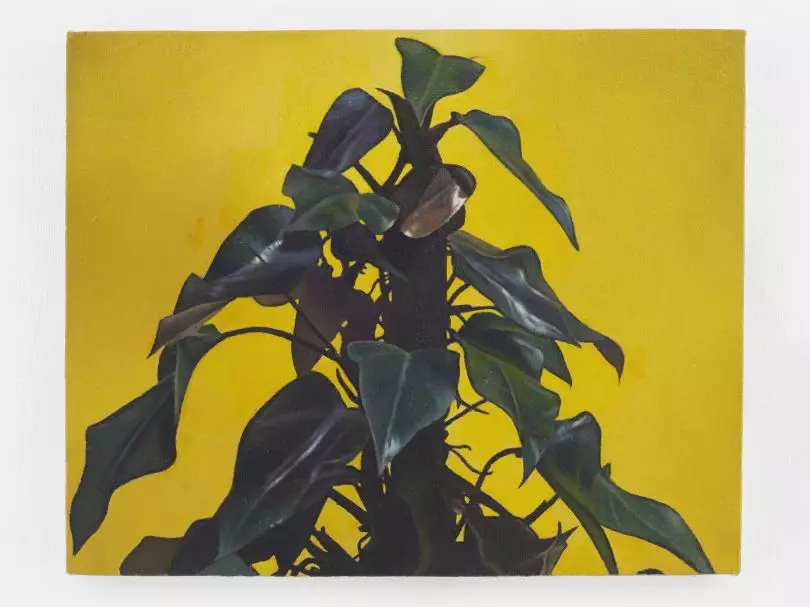 Christopher Hanlon, Office Plant , 2019. Żejt fuq tila miġbud fuq l-injam, 40 x 50 ċm. Ritratt minn Andy Keate, kortesija ta' DOMOBAAL