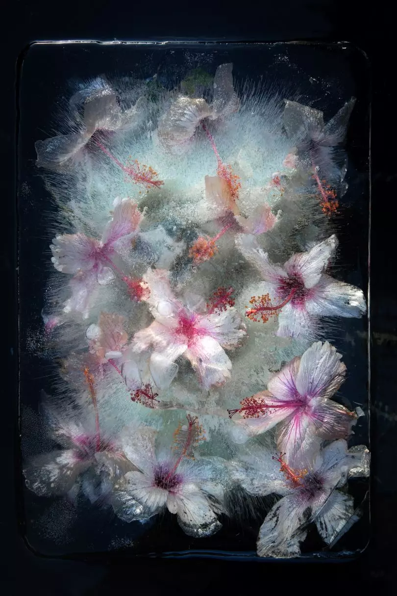 Romantiese foto's van bevrore blomme in blokke ys vang die broosheid van die natuur vas 2374_2