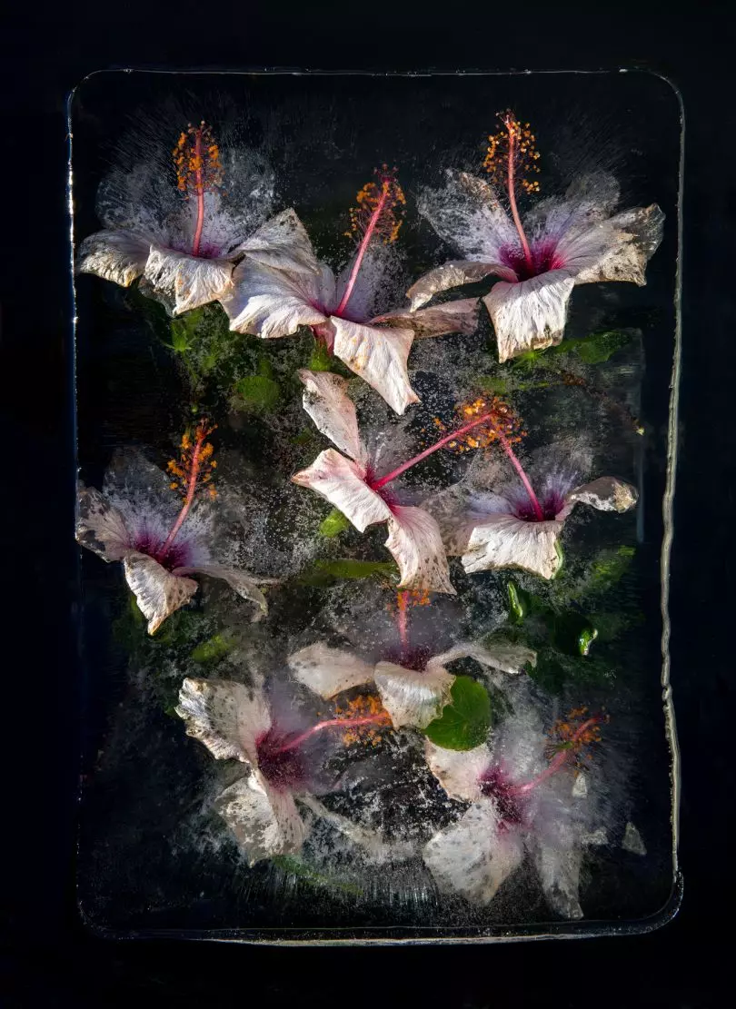 氷のブロックに凍った花のロマンチックな写真は、自然のもろさを捉えています 2374_3