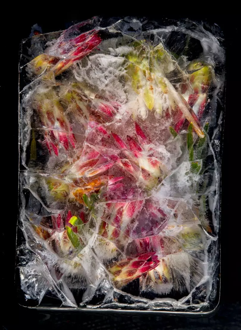 Fotografias românticas de flores congeladas em blocos de gelo capturam a fragilidade da natureza 2374_4