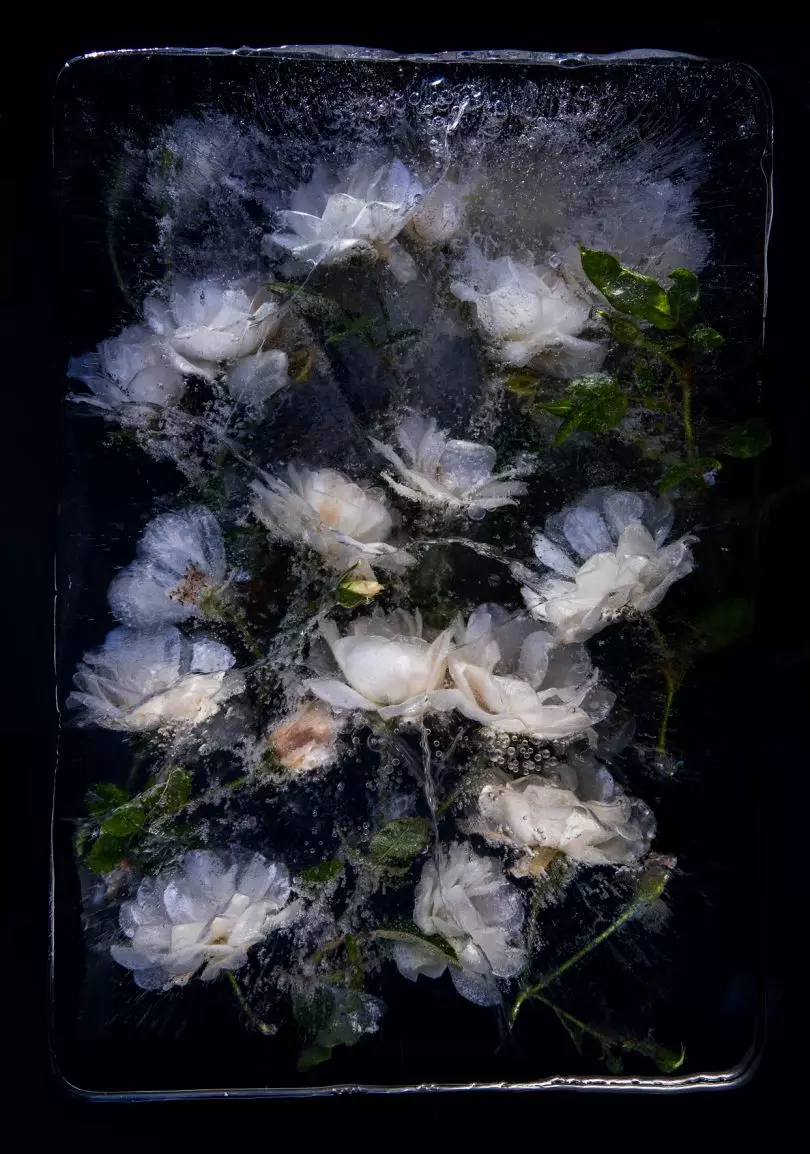 ภาพถ่ายโรแมนติกของดอกไม้แช่แข็งในก้อนน้ำแข็งจับภาพความเปราะบางของธรรมชาติ 2374_5