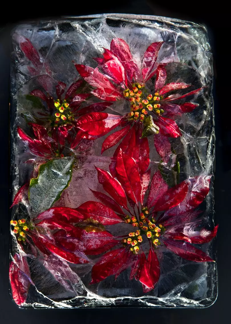 Романтични фотографии од замрзнати цвеќиња во блокови мраз ја доловуваат кревкоста на природата 2374_6