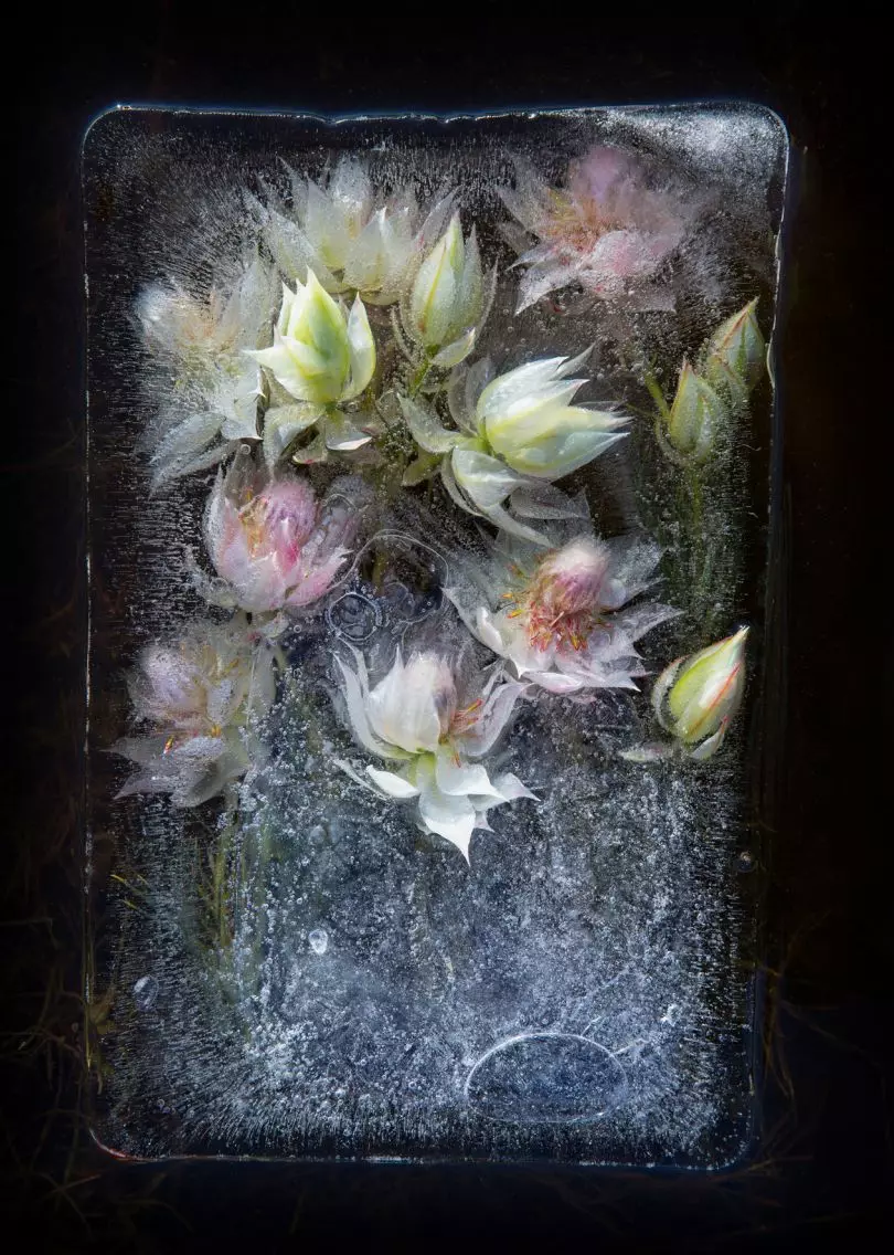 Romantiese foto's van bevrore blomme in blokke ys vang die broosheid van die natuur vas 2374_7