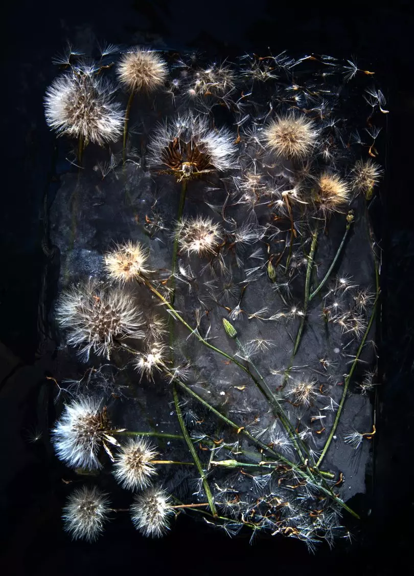 Романтични фотографии од замрзнати цвеќиња во блокови мраз ја доловуваат кревкоста на природата 2374_8