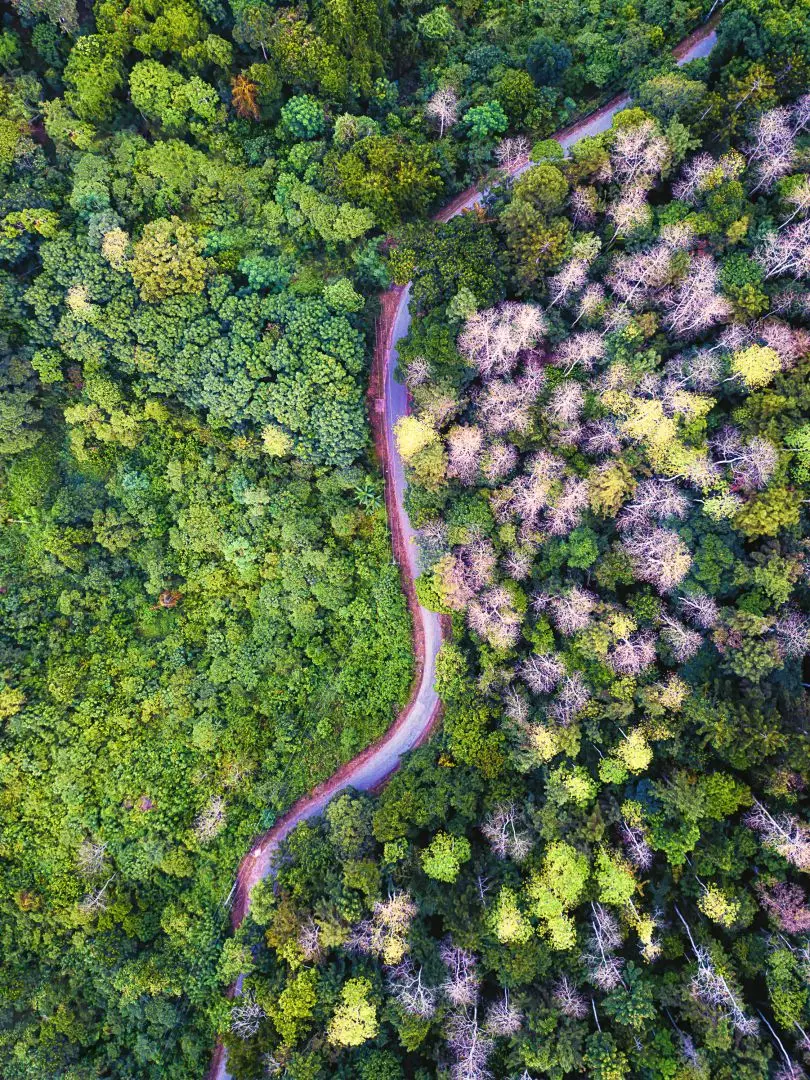 Country Road © Tharinda Jayawardana, Sri Lanka, Sebaka sa Pele, Likhau tsa Naha, Likhau tsa 2019 tsa Sony World Photography