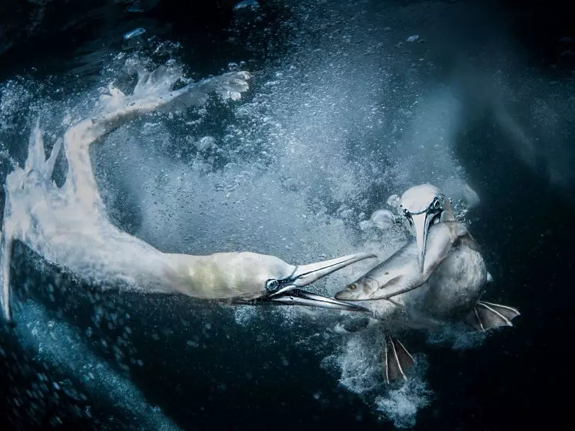 Gannet Underwater © Tracey Lund, Penghargaan Nasional Panggonan 1, Inggris, Pemenang, Kompetisi Terbuka, Alam Alam & Satwa, 2019 Sony World Photography Awards