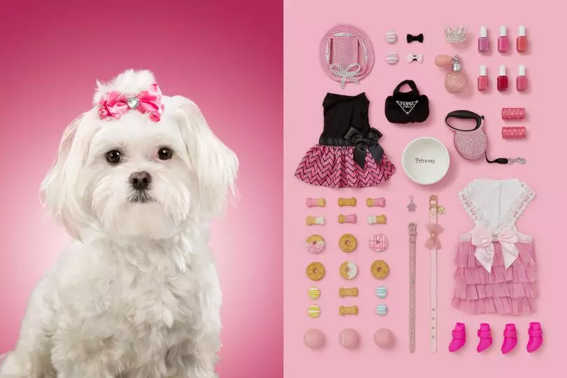 Si Lola Rose, ay isang puting Maltese Shih Tzu mix. Siya ay napaka layaw na aso na may sariling Instagram profile at siya ay itinuturing na prinsesa ng bahay. Lahat ng mga larawan sa kagandahang-loob ng artist. Sa pamamagitan ng pagsusumite ng Creative Boom.