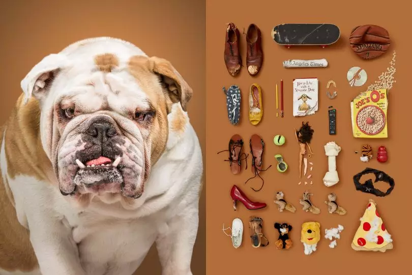 İngiliz Bulldog Bear ile tanışın. İngiliz Bulldogları inatçılığıyla bilinir ve bazen istediklerini alamayınca hüsrana uğrarlar. Peki tüm bu hayal kırıklığını nasıl kanalize ediyor? Elinden gelen her şeyi çiğneyerek!