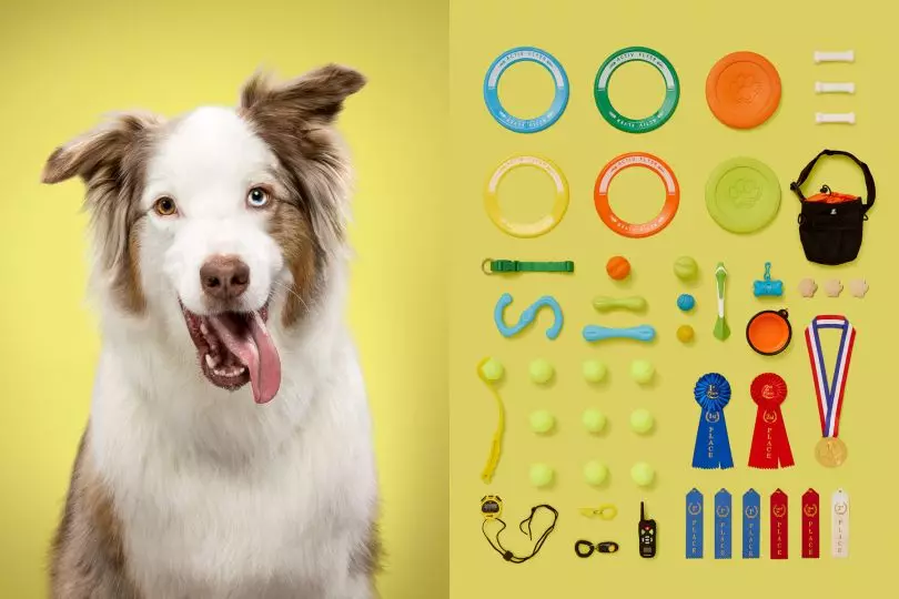 The Australian Shepherd minangka jenis sing energik banget sing kondhang amarga kecerdasan lan obsesi kanggo njupuk apa wae. Knuckles paling mesthi cocog karo standar jenis; mula, frisbees lan medali sing nuduhake carane apik dheweke nalika saingan.