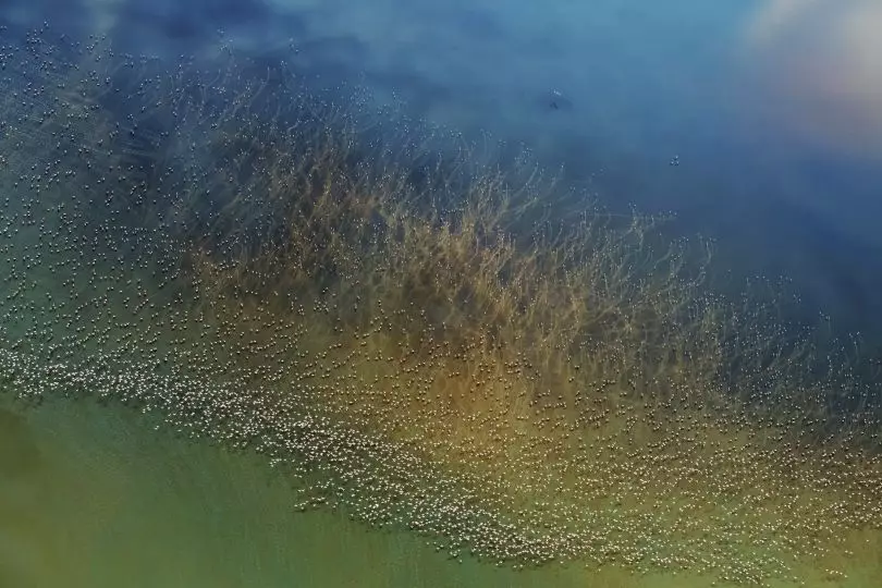 Dabeecadda Kaalinta 2-aad: Flamingos Ka Qaadista - [hao j.](http://yourshot.nationalgeographic.com/profile/1251433/) / Sawir qaadaha Safarka Qaranka ee Sannadka