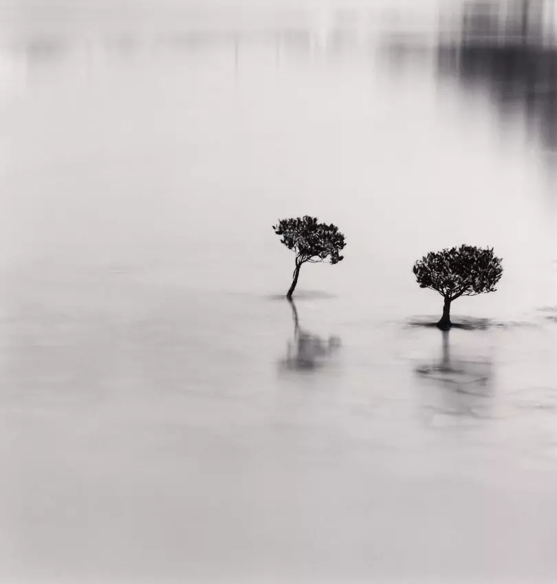 Philosopher's Tree pa Michael Kenna se yon vwayaj espirityèl nan atensyon 2731_16