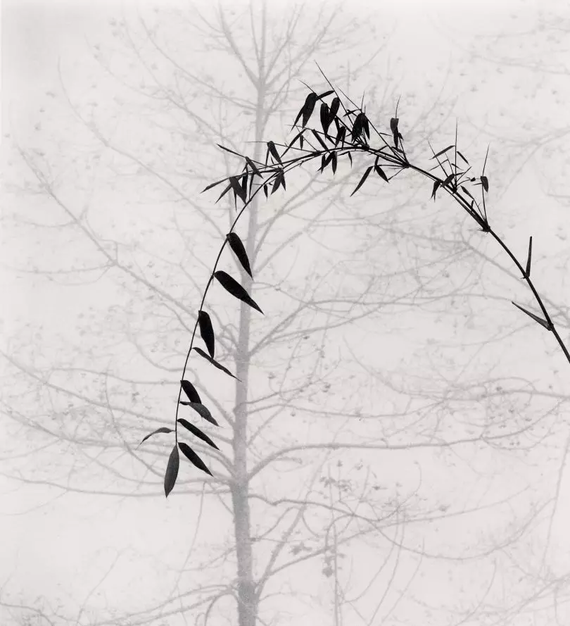 Philosopher's Tree pa Michael Kenna se yon vwayaj espirityèl nan atensyon 2731_2