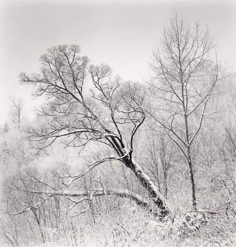 Philosopher's Tree oleh Michael Kenna ialah perjalanan rohani dalam kesedaran 2731_5