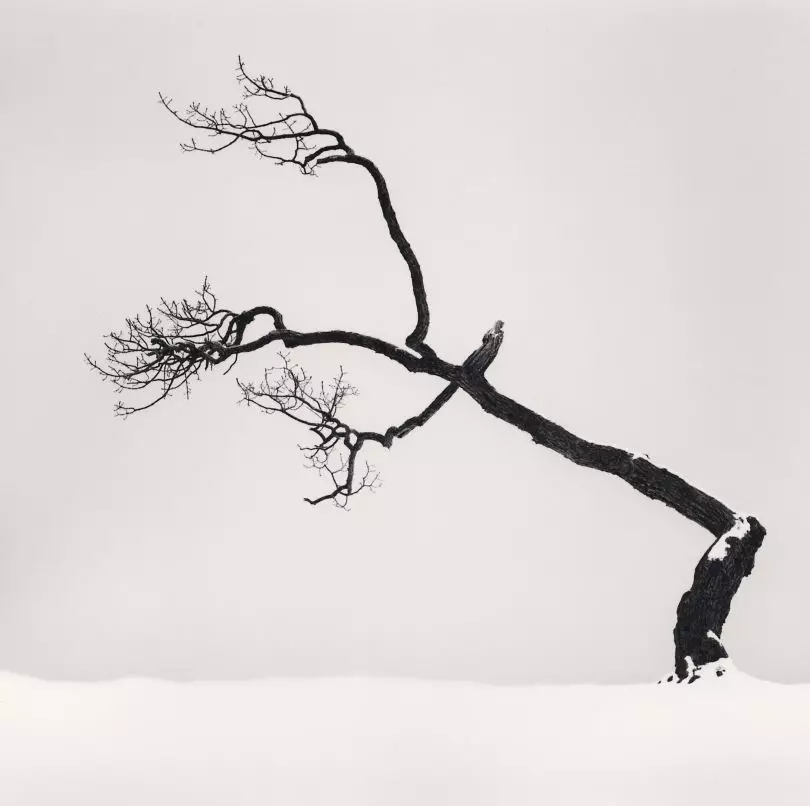 Philosopher's Tree pa Michael Kenna se yon vwayaj espirityèl nan atensyon 2731_7