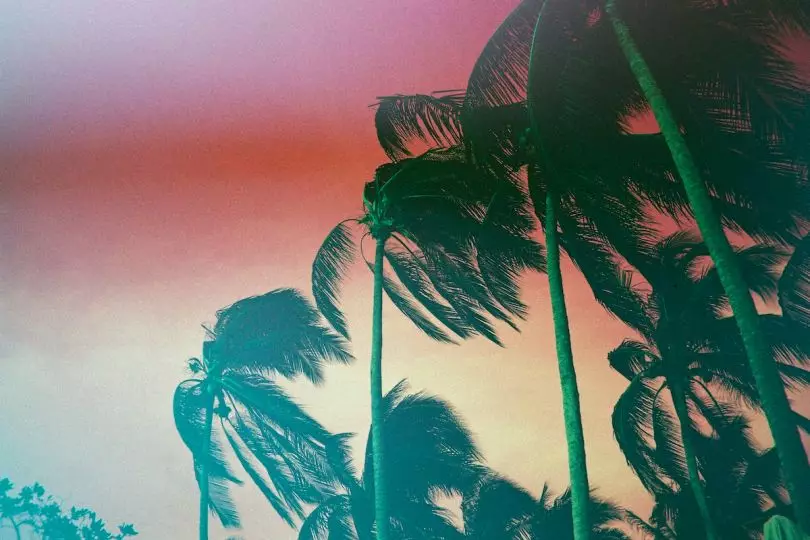 Kate Bellm, Windy Palms, 2015. Printe op Hahnemühle Rag Paper 120 x 80 sm (beskikber yn lytsere maten) Edition 1 fan 5 plus 2 AP (KB 123)