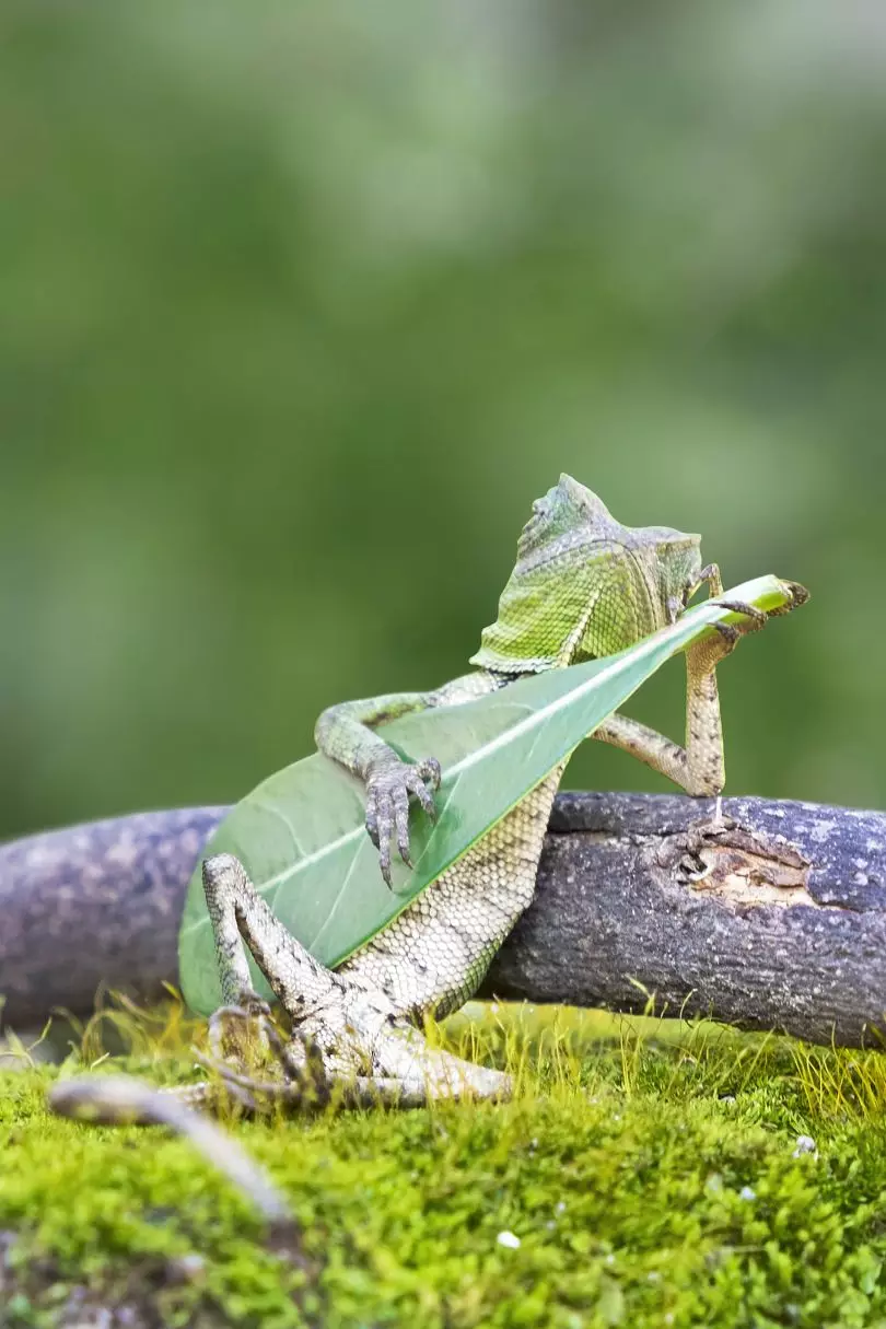 Lagarto jogando folha © Charles Saatchi