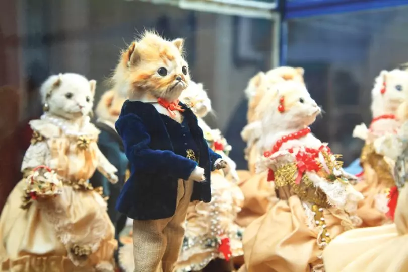 В любовта и таксидермията: Музеят на морбидната анатомия в Бруклин провежда сватбата на котенцата 3173_3