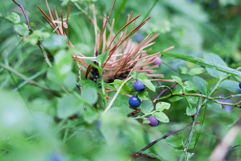 Keunstner is fan doel har pleatslike bosk te behâlden troch linosneed stimpels fan natuer te meitsjen 3213_2