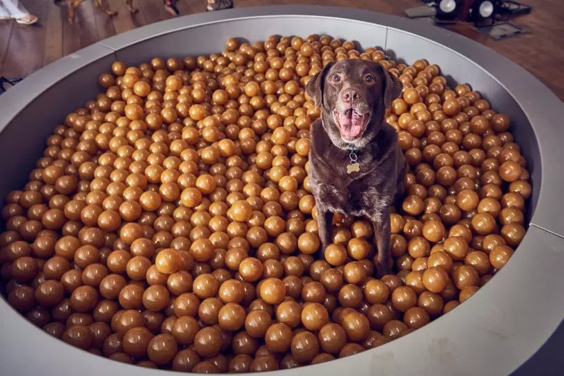 Meer afspelen: 's werelds eerste kunsttentoonstelling voor honden met dank aan Dominic Wilcox 3237_3