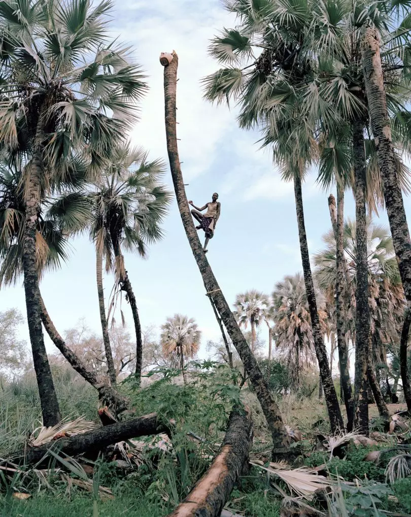 Palm Wine Collector, regiunea Kunene, Namibia. 2015. © Kyle Weeks. Câștigător pentru o singură imagine artistică, Magnum și LensCulture Photography Awards 2016