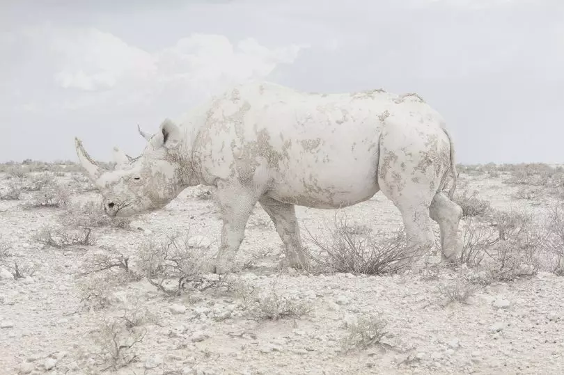 Pemandangan - Maroesjka Lavigne, Pemenang Belgia, 2016