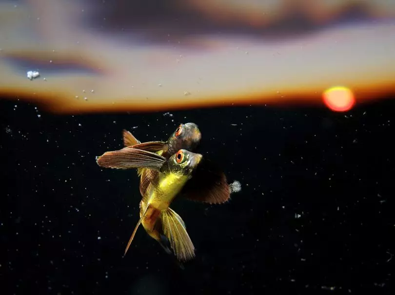 Flying into the Sunset - Eric Madeja: Jeg stødte på denne unge flyvefisk, mens jeg dykkede i åbent vand nær Tubbataha Reefs, Filippinerne. Unge flyvefisk ses ofte svævende lige under overfladen, gemmer sig inde i naturligt eller menneskeskabt affald og driver havstrømmene. (Åben natur og dyreliv)