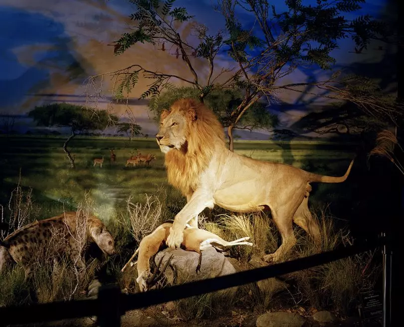 Lion - David Chancellor: her er nu flere fangede løver i Sydafrika end vilde; cirka 8.000 sammenlignet med 2.000, der lever i naturen. (Professionel kampagne)