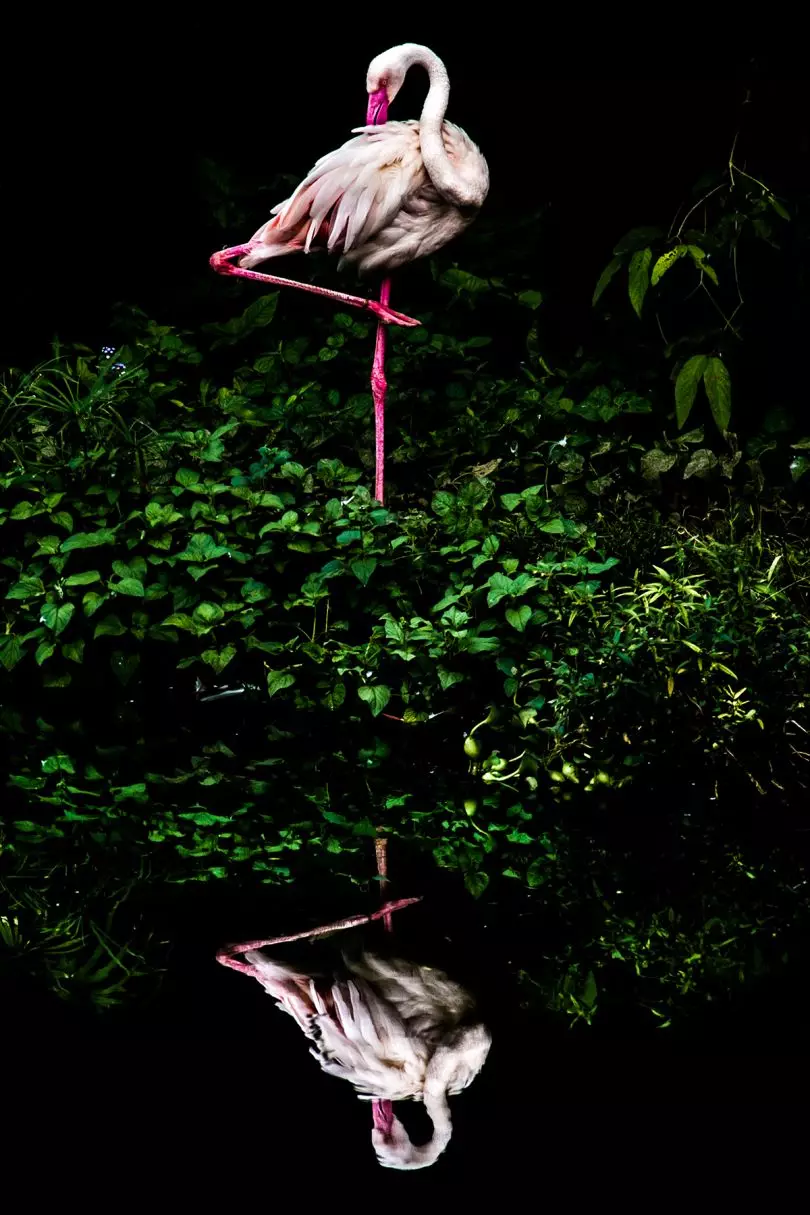 Cloud Flamingo – Steiner Wang. (Nyílt természet és vadvilág)