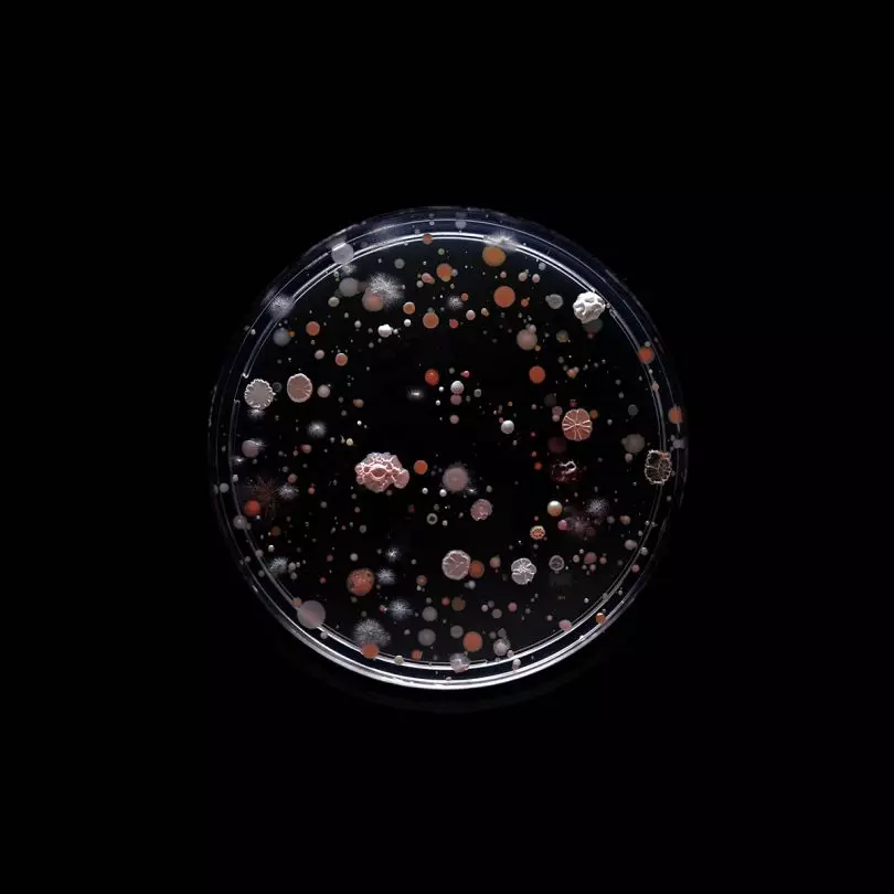 Photographer transforms bacteria found on the New York City subway into art 3408_3