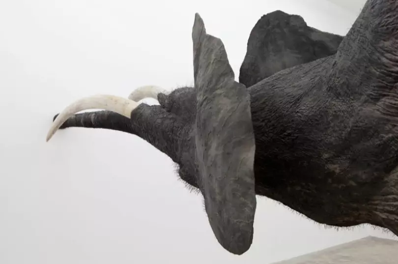 Skulptura slona v naravni velikosti, ki visi na glavo s stropa galerije 3560_3