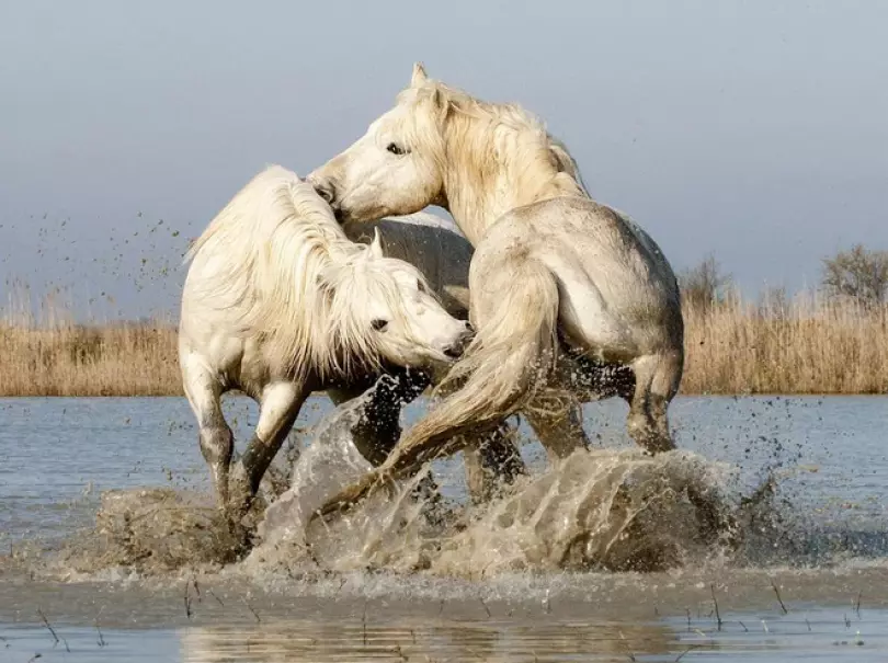 Camargue pastuvi se igraju u vodi, John Hallam