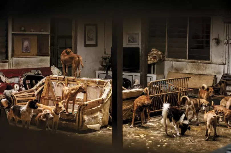 Hounds of Hope โดย Julie McGuire ภาพถ่ายสัตว์ที่ได้รับการช่วยเหลือ 3799_2