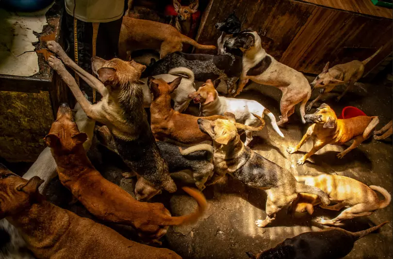 Hounds of Hope di Julie McGuire, fotografie di animali salvati 3799_4