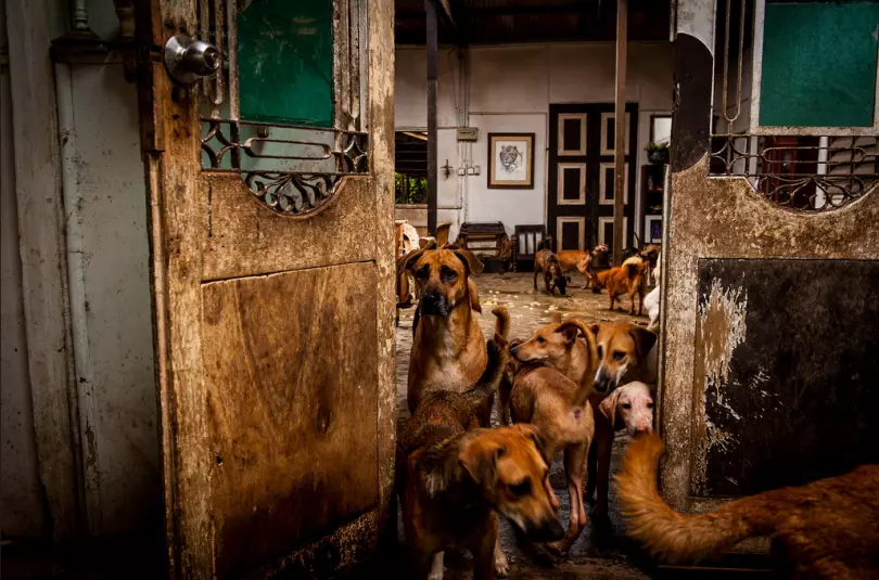 Hounds of Hope de Julie McGuire, photographies d'animaux sauvés 3799_9