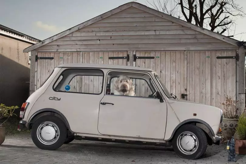 Фотографії Мартіна Усборна, які відображають тишу і смуток собак у автомобілях 3829_12