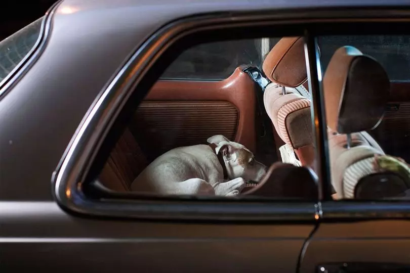 As fotografias de Martin Usborne que capturam o silêncio e a tristeza dos cães nos carros 3829_2