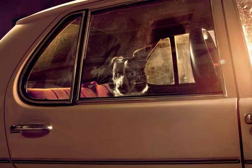 As fotografias de Martin Usborne que capturam o silêncio e a tristeza dos cães nos carros 3829_3