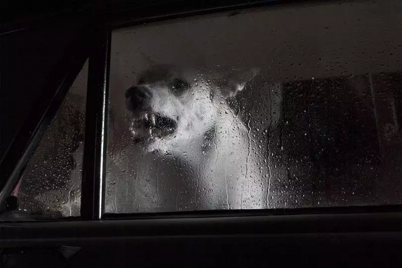 Martin Usbornes fotografier, der fanger stilheden og tristheden hos hunde i biler 3829_6