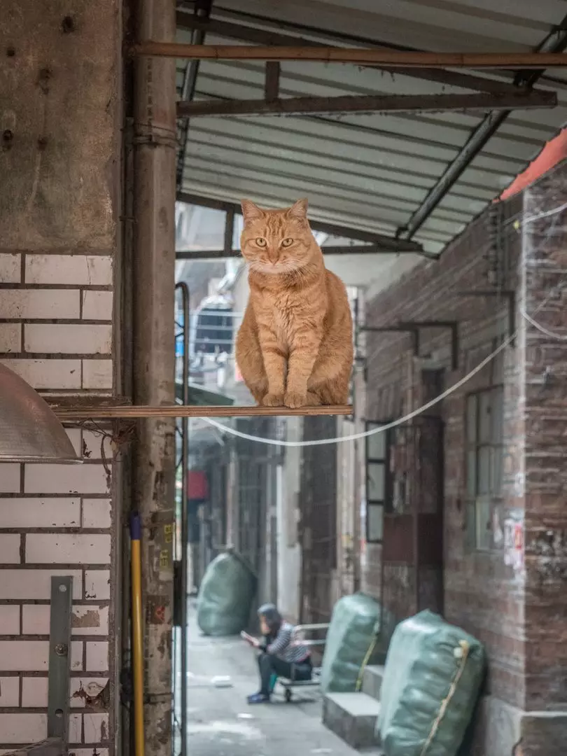 De la serie Shop Cats of China © Marcel Heijnen