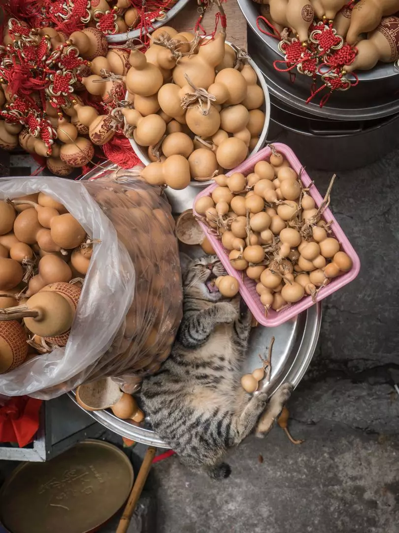 De la serie Shop Cats of China © Marcel Heijnen